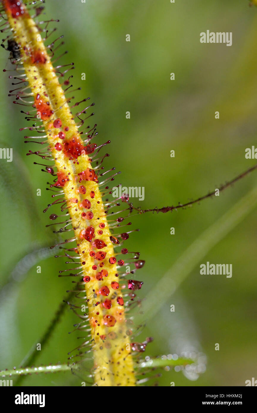 Drosera Regia High Resolution Stock Photography and Images - Alamy