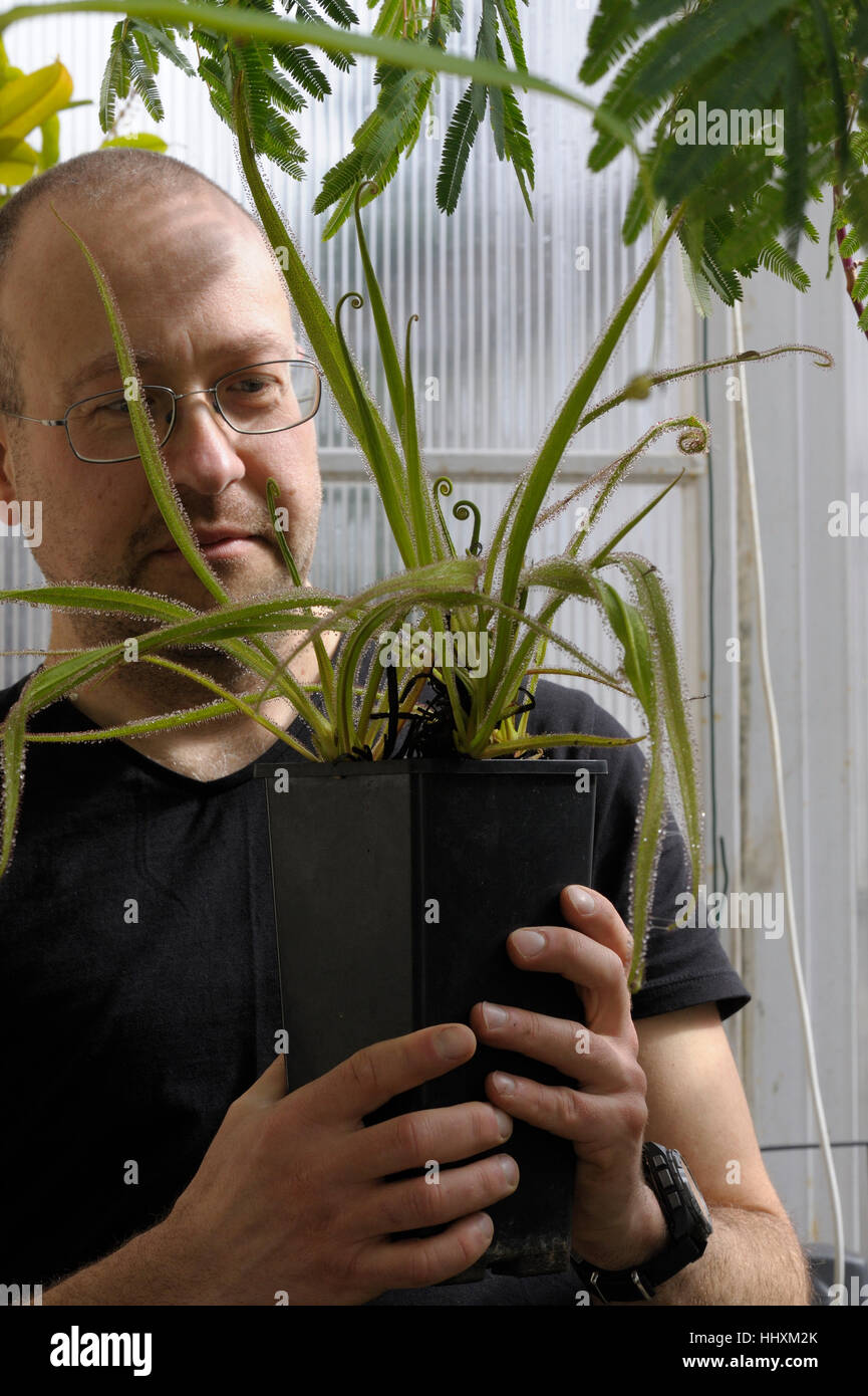 Drosera regia king sundew hi-res stock photography and images - Alamy