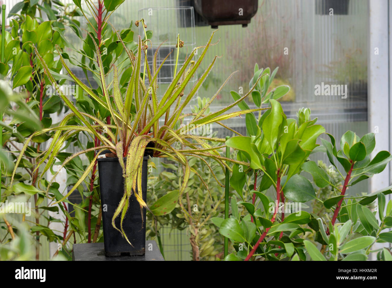 Drosera regia, the King Sundew Stock Photo - Alamy