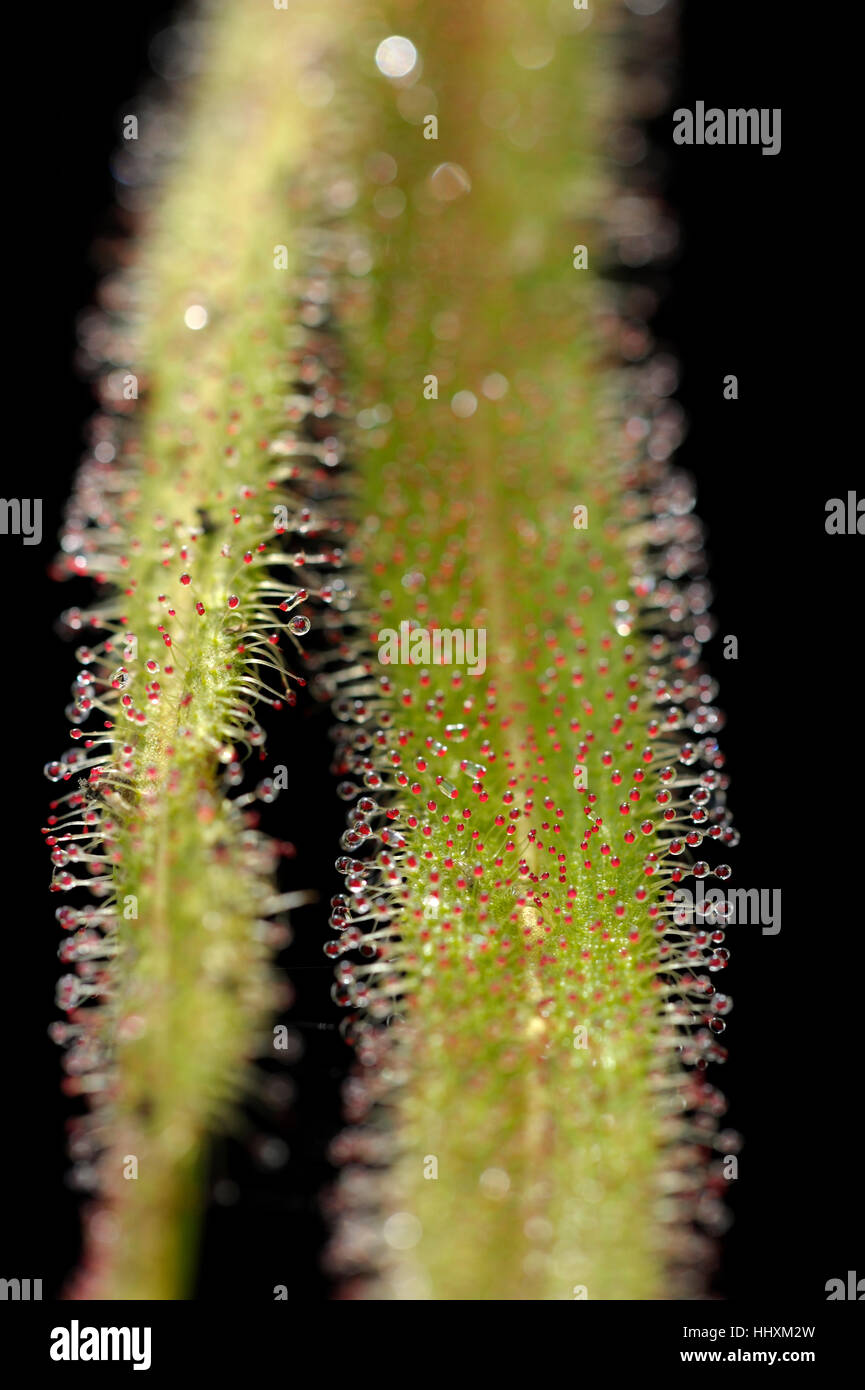 Drosera regia, the King Sundew Stock Photo - Alamy