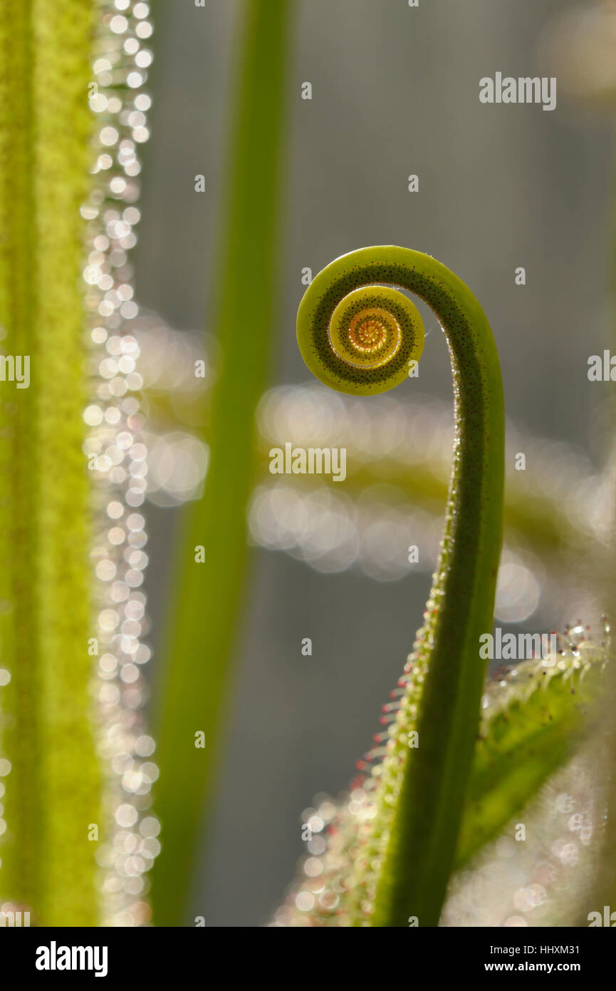 Drosera regia king sundew hi-res stock photography and images - Alamy