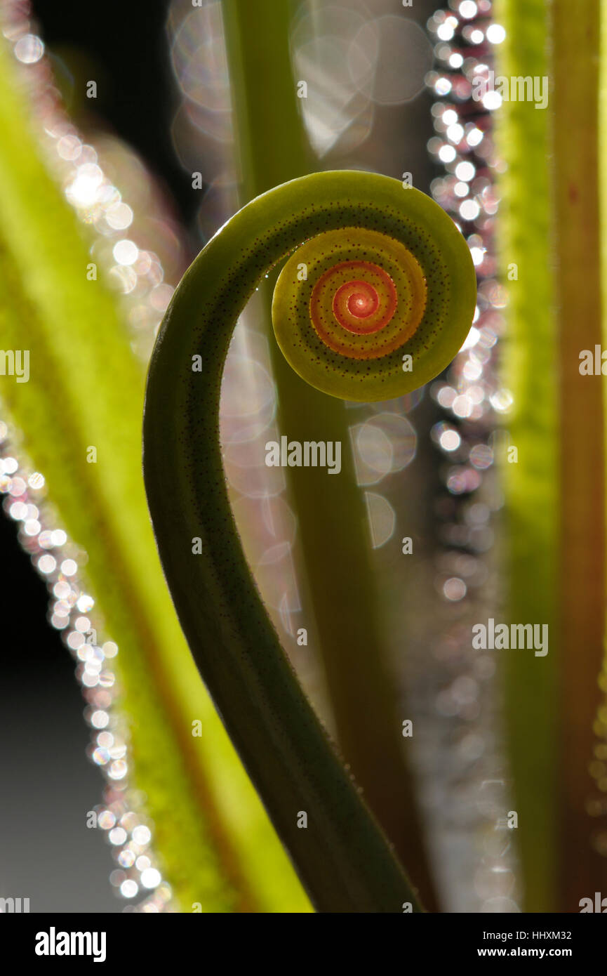 Drosera regia, the King Sundew Stock Photo - Alamy