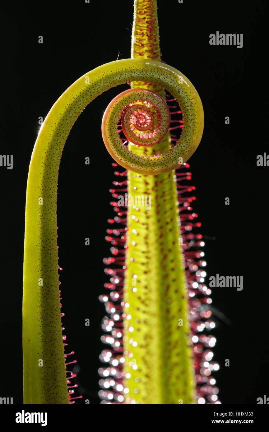 Drosera regia, the King Sundew Stock Photo - Alamy