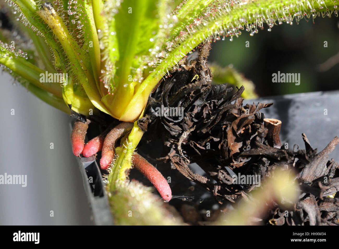 Drosera regia, the King Sundew Stock Photo - Alamy