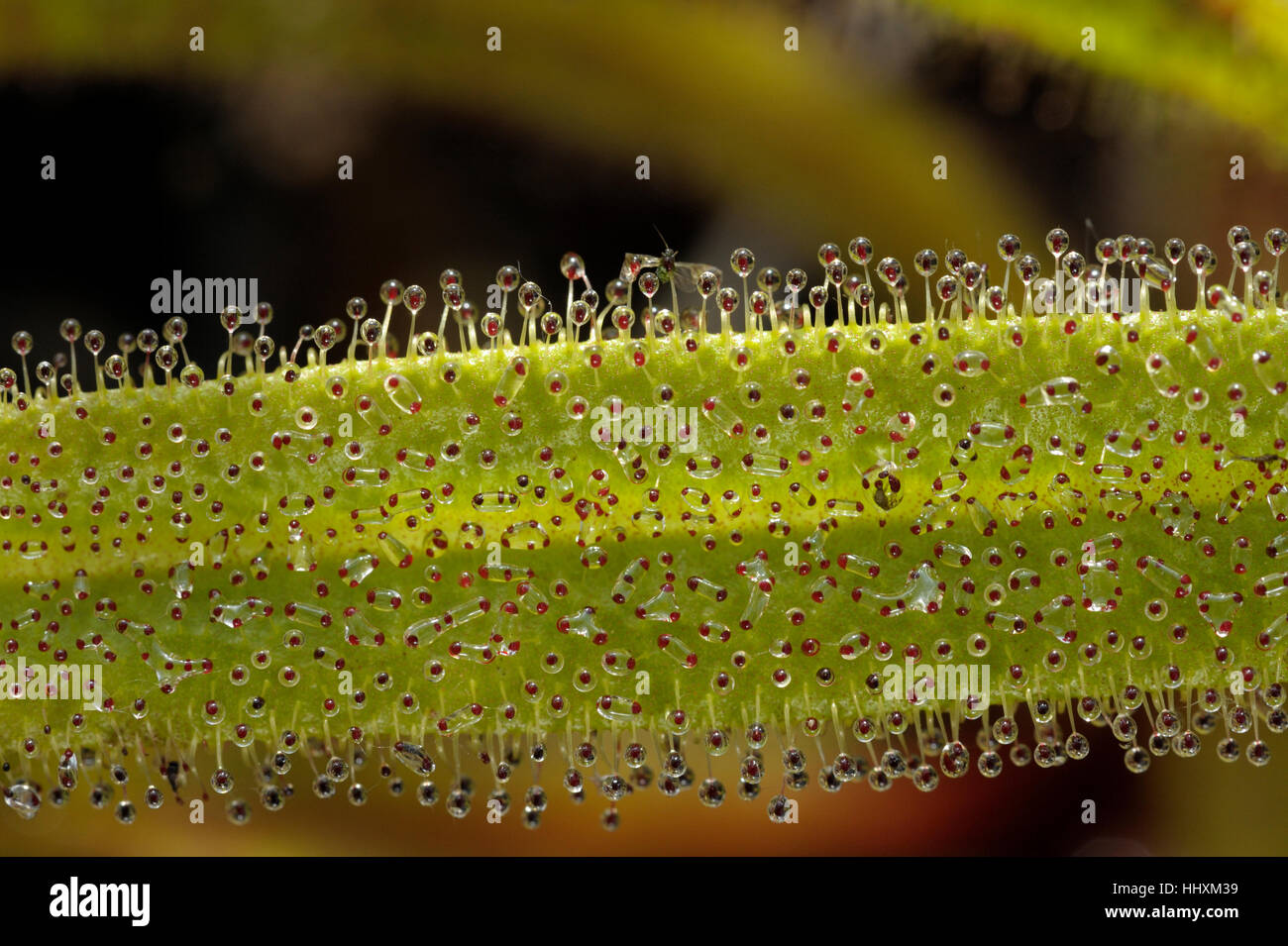 Drosera regia king sundew hi-res stock photography and images - Alamy
