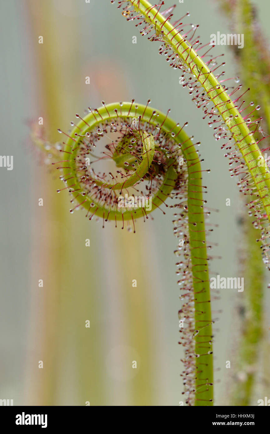 Drosera regia king sundew hi-res stock photography and images - Alamy