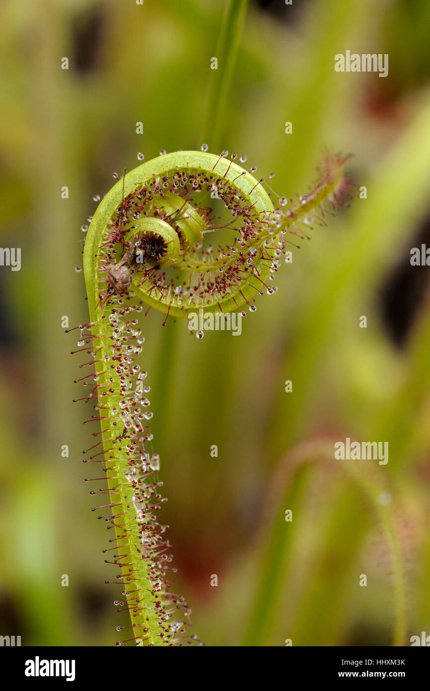 Drosera regia, the King Sundew Stock Photo - Alamy