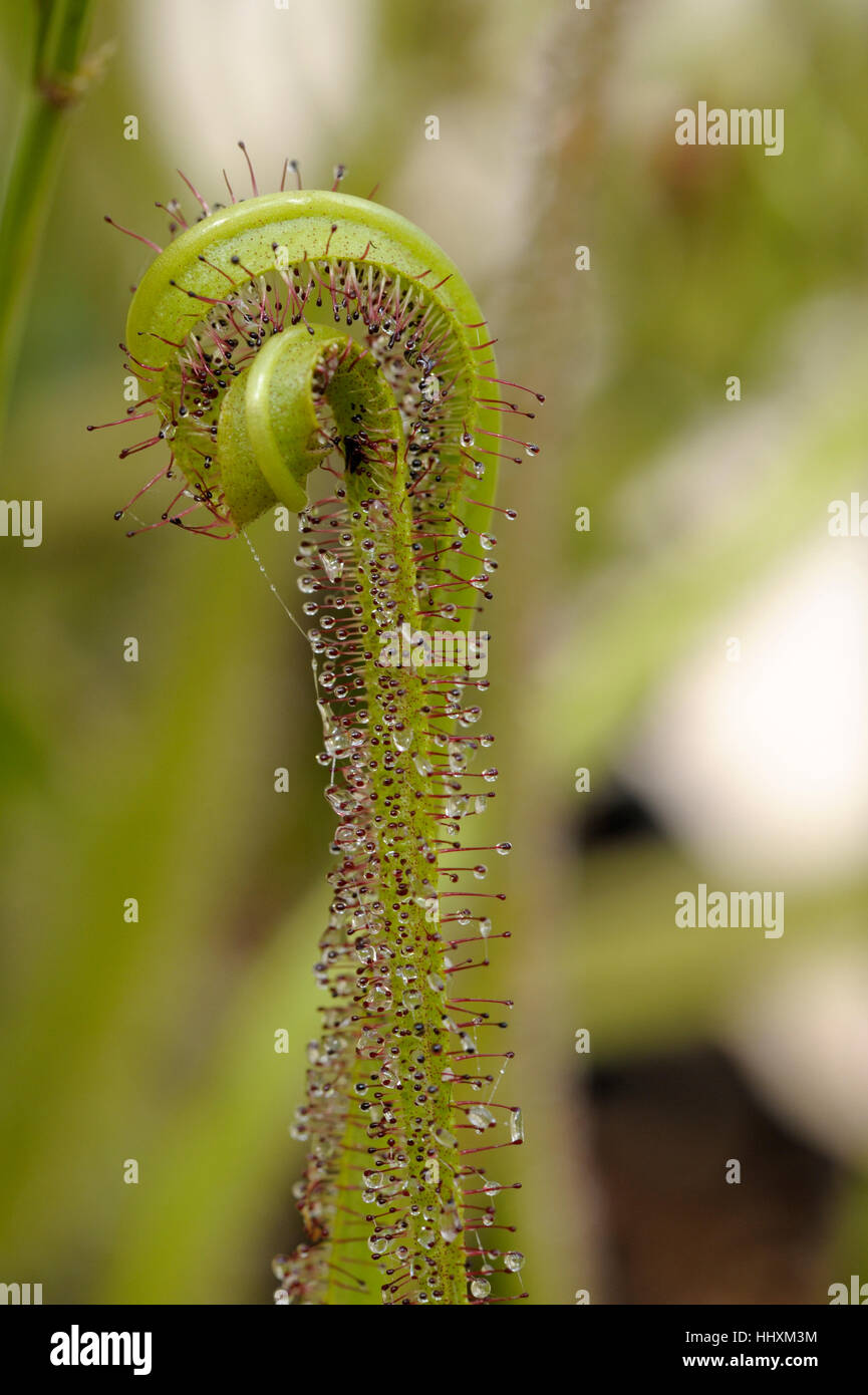 Drosera regia, the King Sundew Stock Photo - Alamy