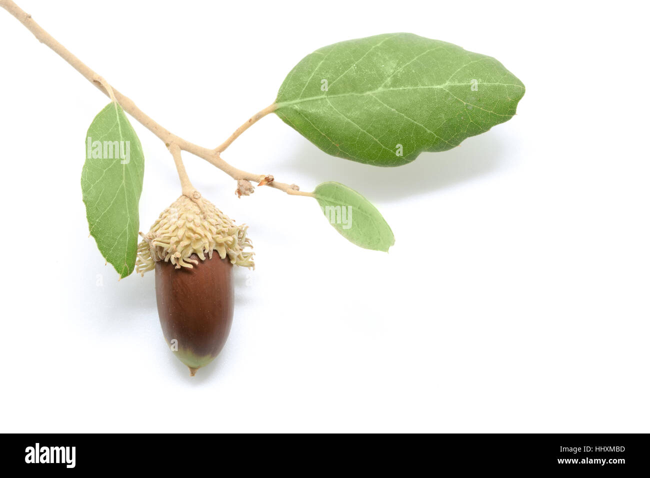 Oak acorns with leaves isolated on white background Stock Photo - Alamy