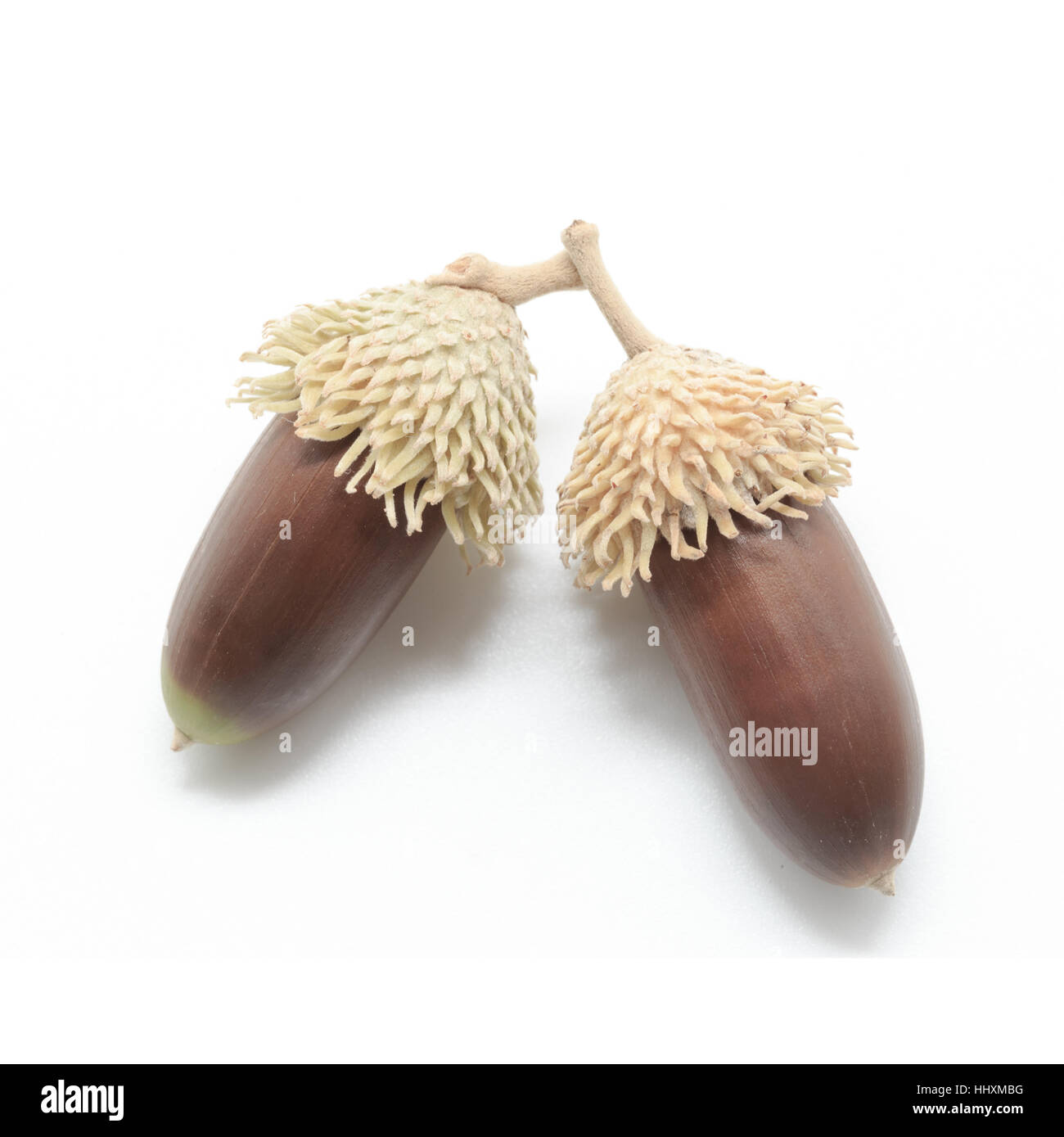 White oak acorns hi-res stock photography and images - Alamy