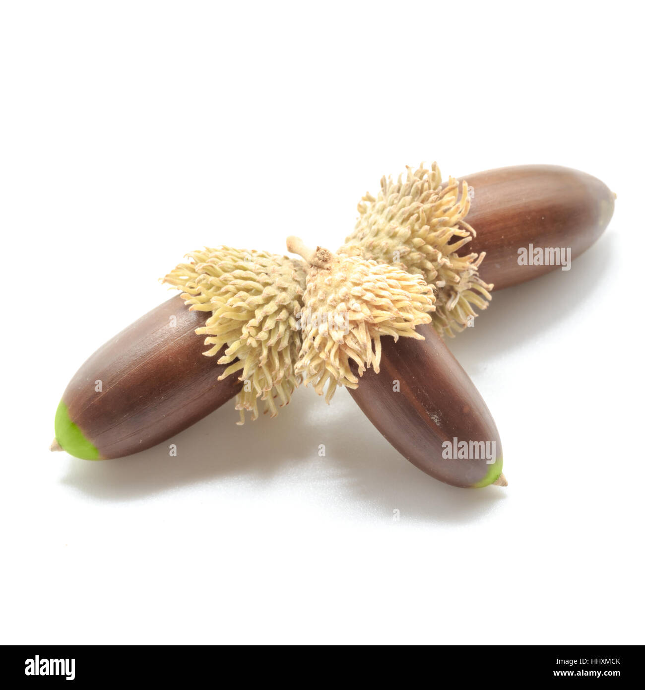 Autumn colorful leaves acorns Cut Out Stock Images & Pictures - Alamy