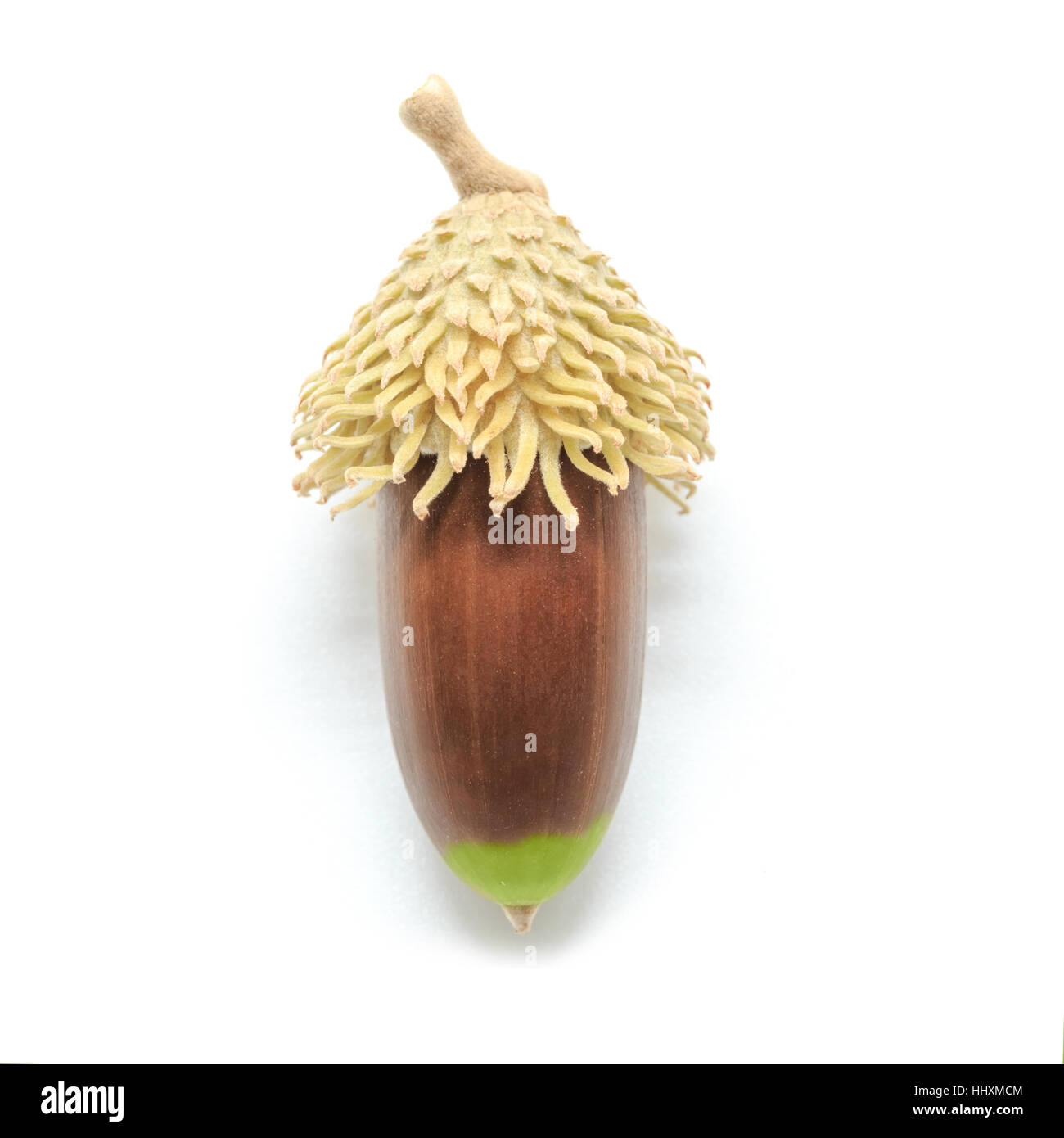 Acorn isolated on white background Stock Photo - Alamy