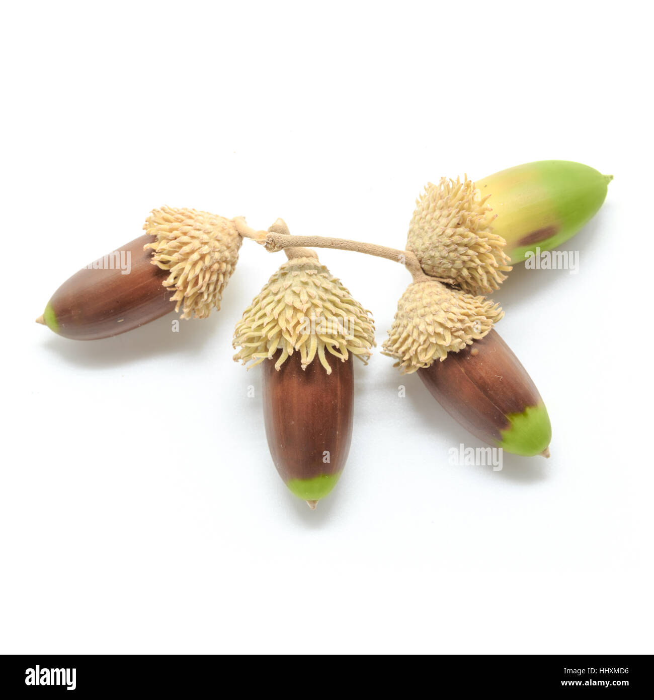 Colorful Oak acorns on white background Stock Photo - Alamy