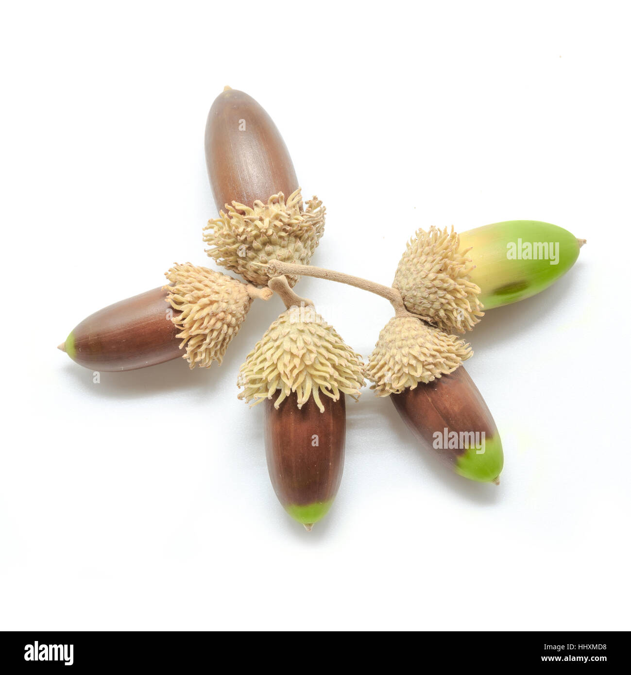 Oak tree seeds acorns Cut Out Stock Images & Pictures - Alamy