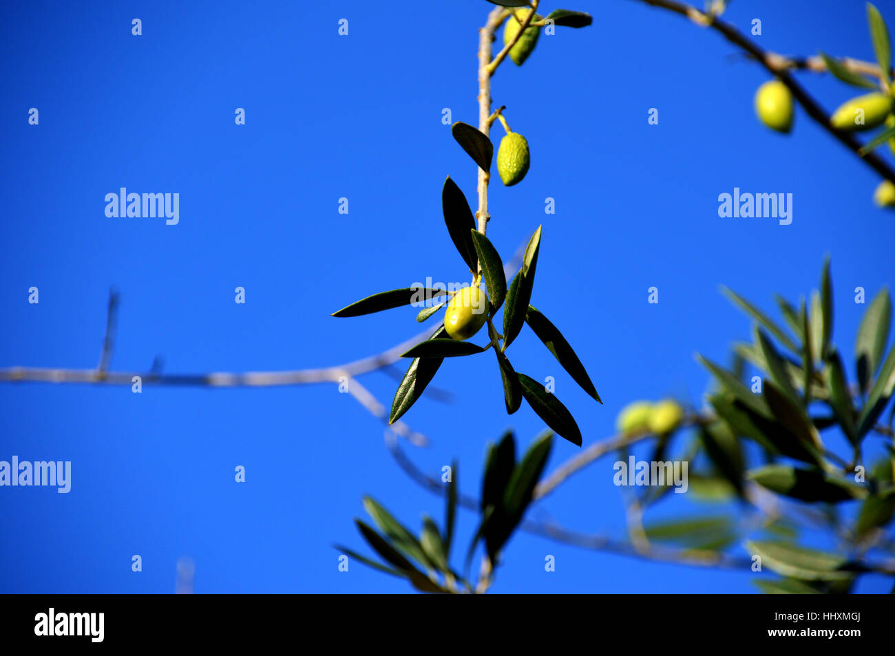 Olive core hi-res stock photography and images - Alamy