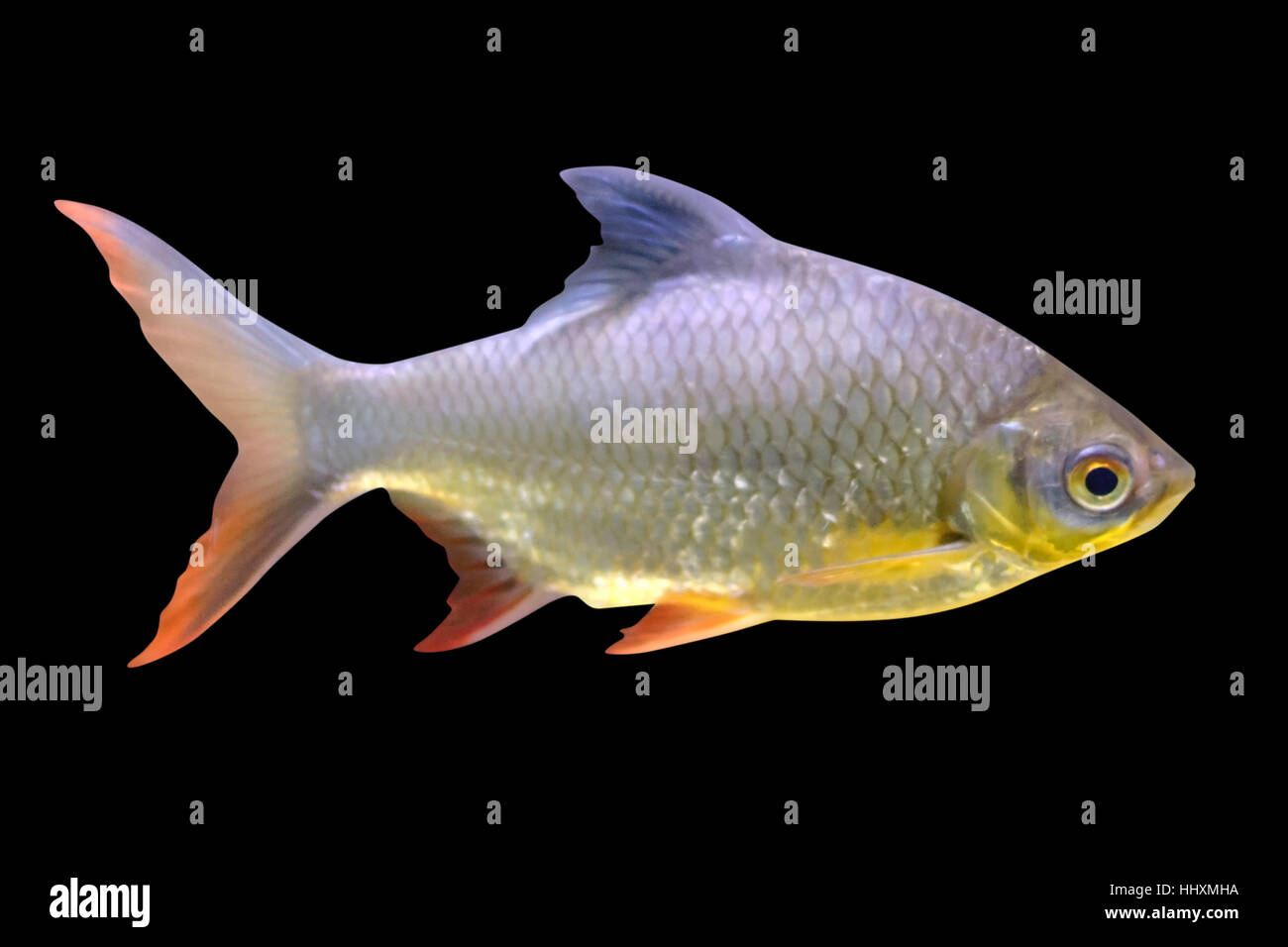 River fish isolated on black background photo Stock Photo - Alamy