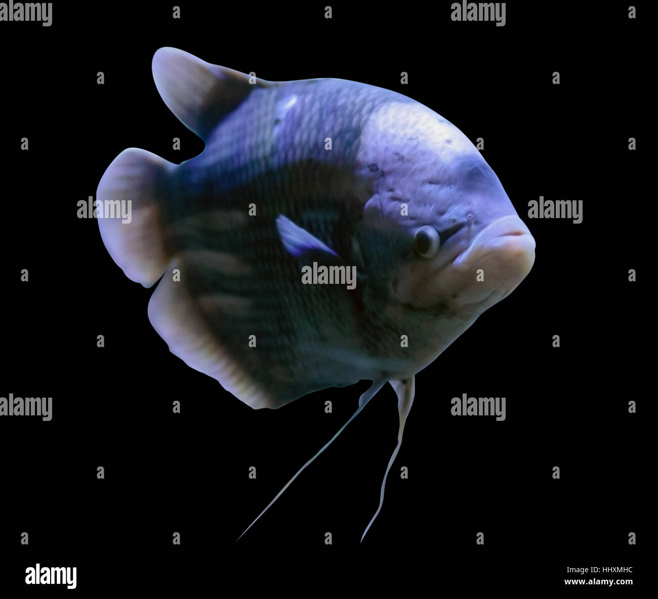 Big fish isolated on black background photo Stock Photo - Alamy