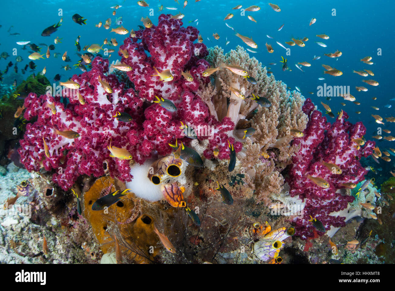 Colorful reef fish swim around vibrant soft corals in Raja Ampat ...