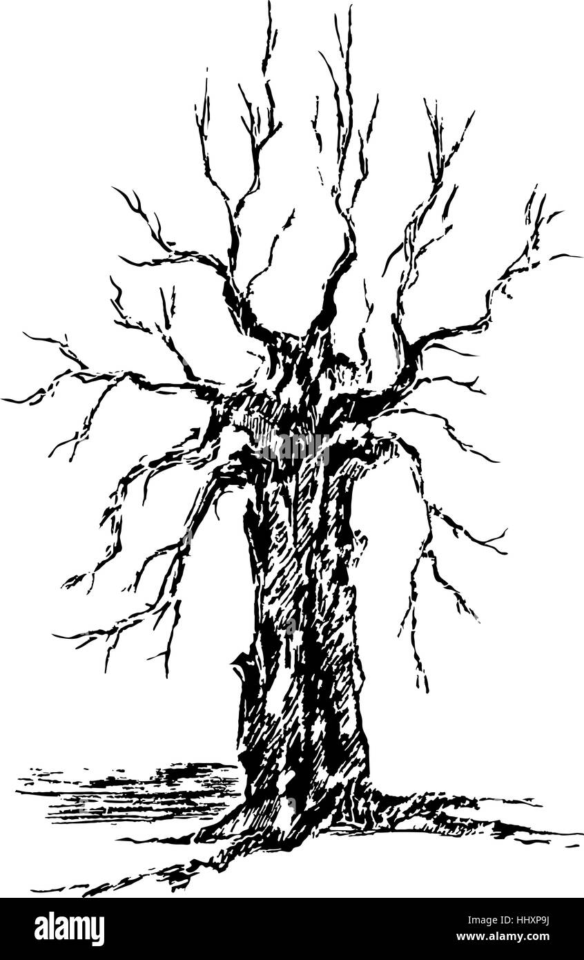 Autumn tree icon doodle Black and White Stock Photos & Images - Alamy