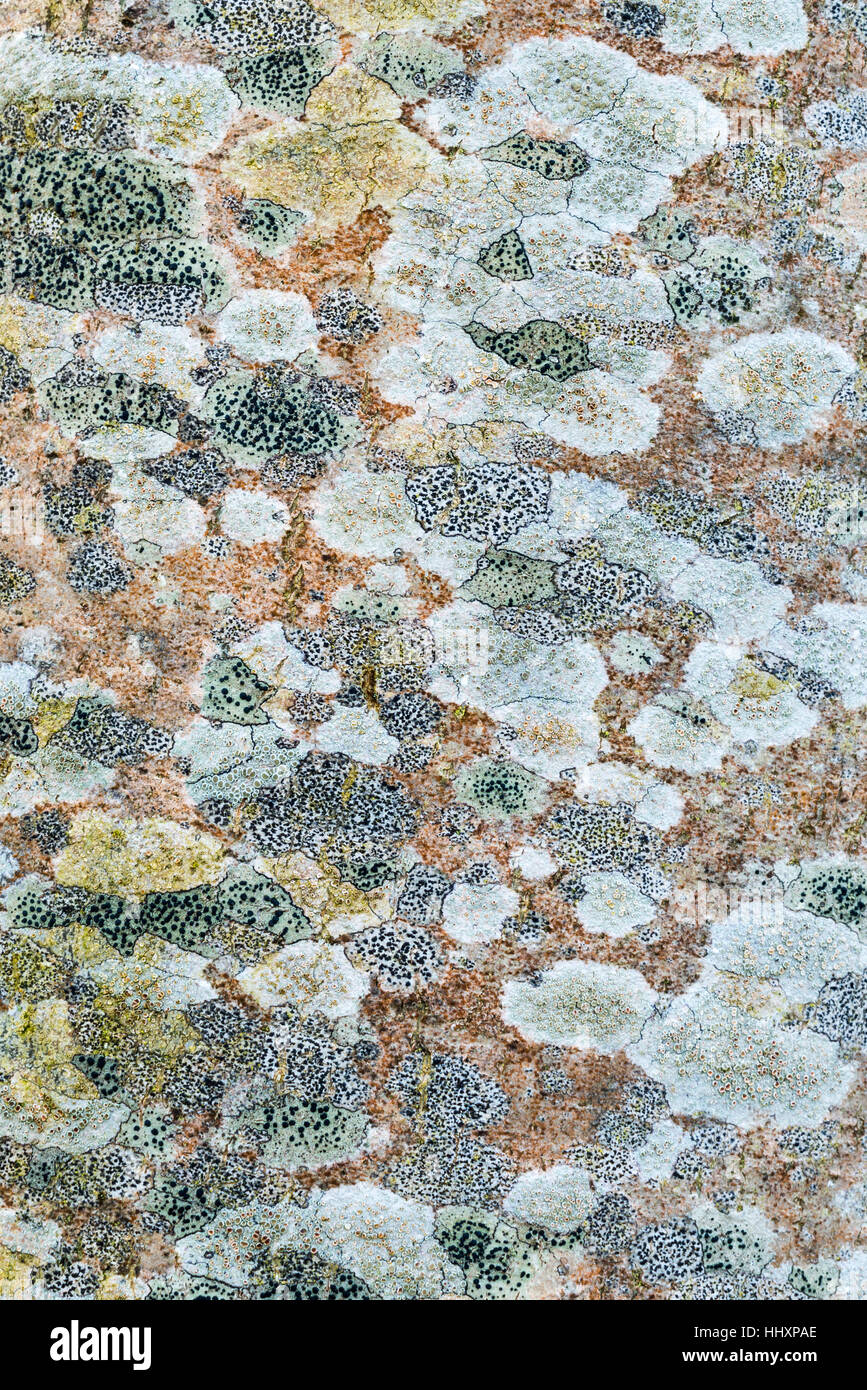 Texture pattern of lichen growing on a tree trunk. Multiple species of ...