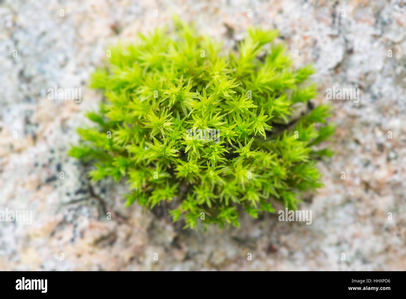 Spherical ball of moss growing on a tree in the Brecon Beacons National ...