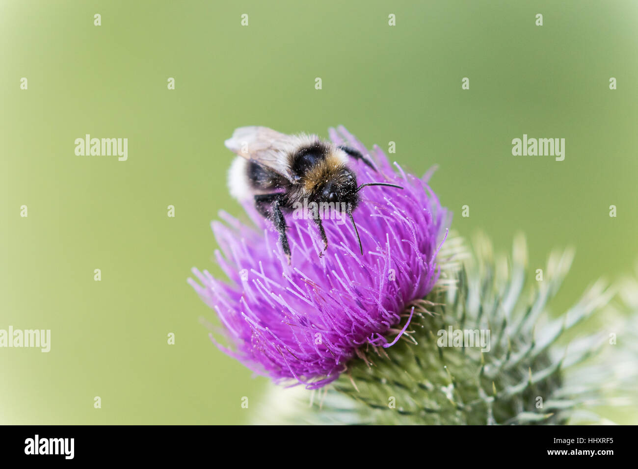 Buff-tailed Bumblebee ( Bombus terrestris ) on a Thistle Flower Head ...