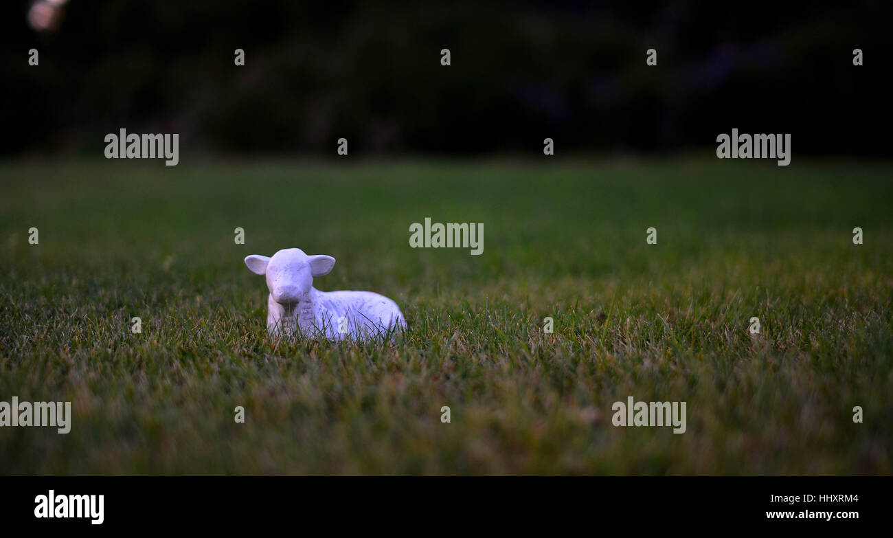 Small sheep looks at You Stock Photo - Alamy