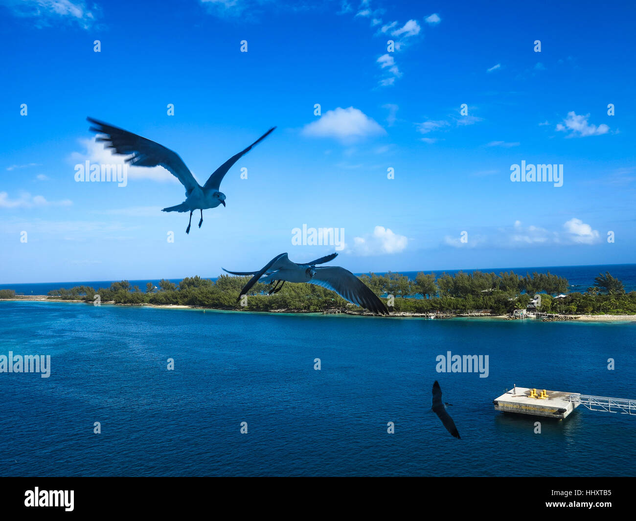 Bahamas birds hi-res stock photography and images - Alamy