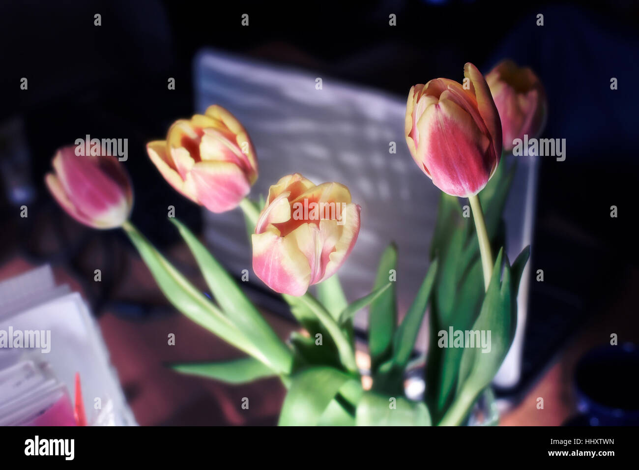 Pink laptop wallpaper hi-res stock photography and images - Alamy