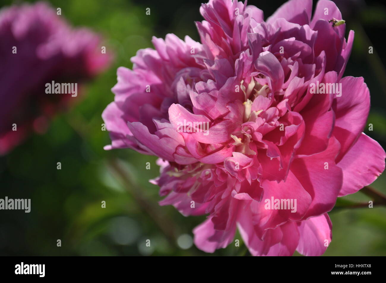 Peonies in the garden in the sunset rays Stock Photo - Alamy