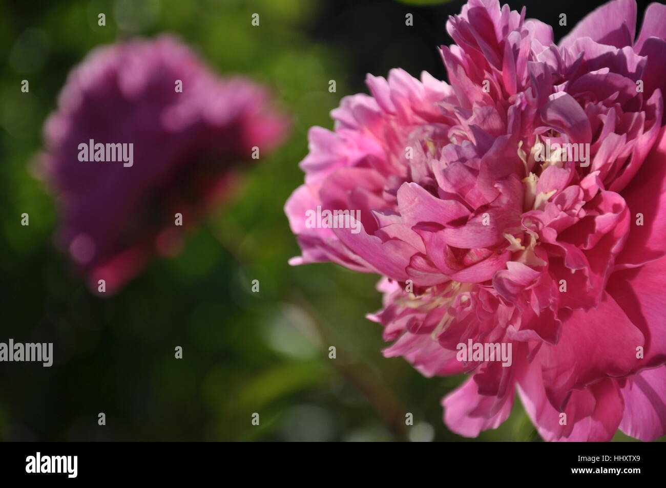 Garden in the sunset hi-res stock photography and images - Alamy