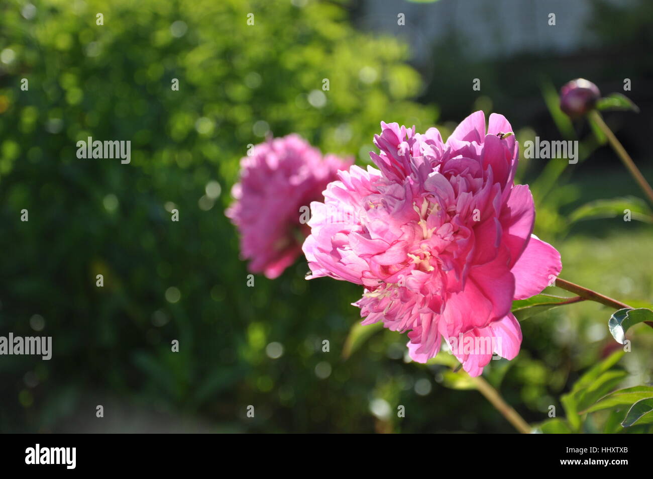 Garden in the sunset hi-res stock photography and images - Alamy