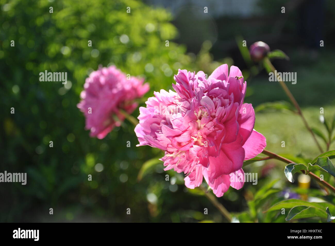 Peonies in the garden in the sunset rays Stock Photo - Alamy
