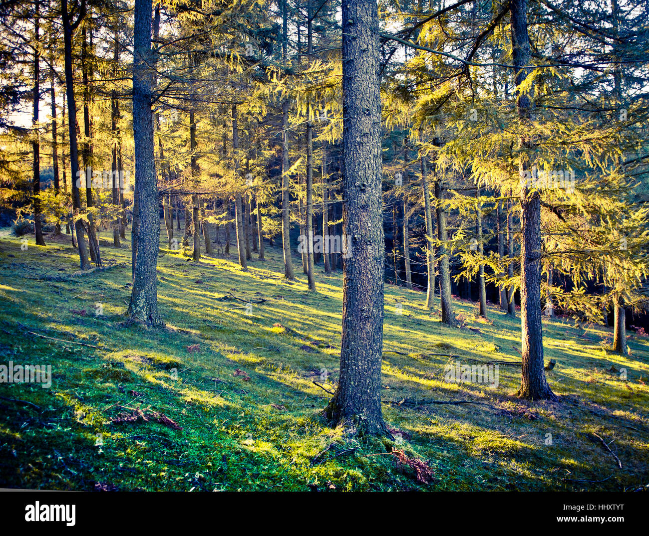 Conifer forest landscape in autumn Stock Photo - Alamy