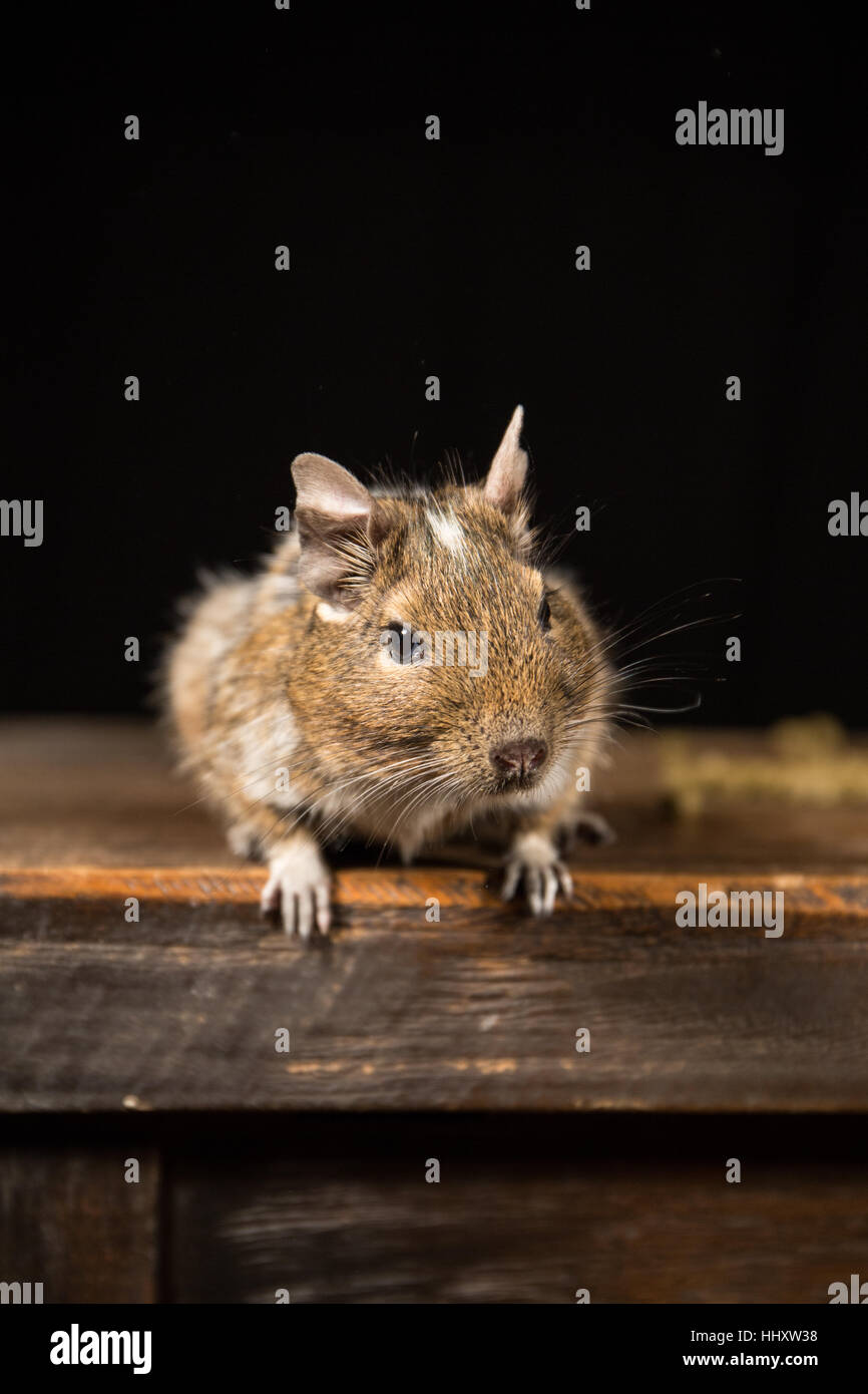 male degu sat on a wooden stool photographed in a studio against a ...