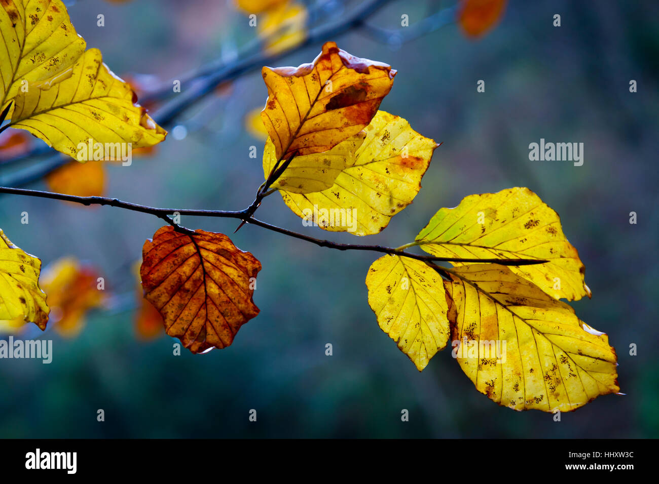 Beech tree leaves hi-res stock photography and images - Alamy
