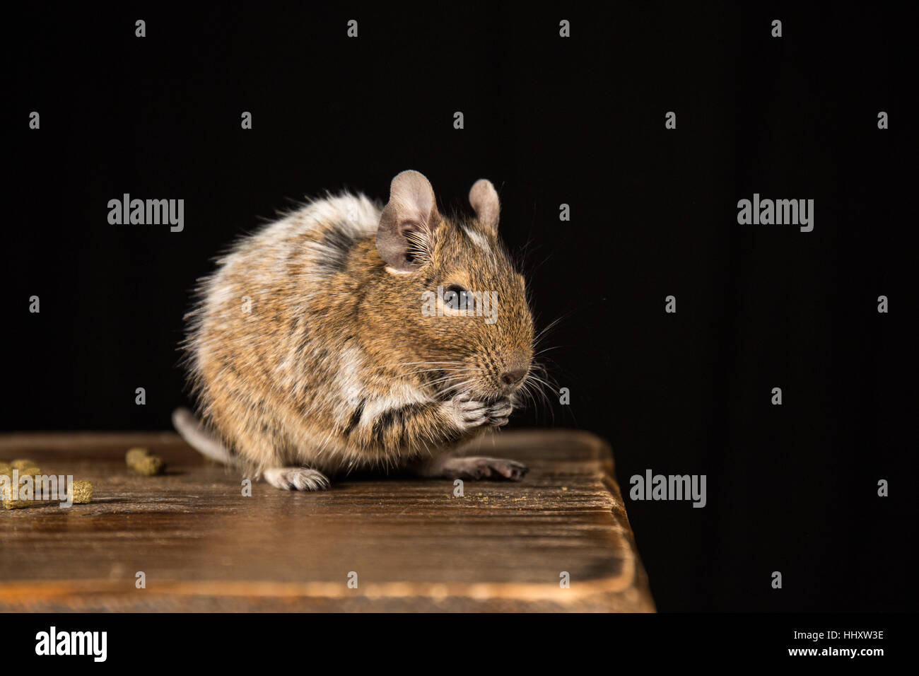 male degu sat on a wooden stool eating food photographed in a studio ...