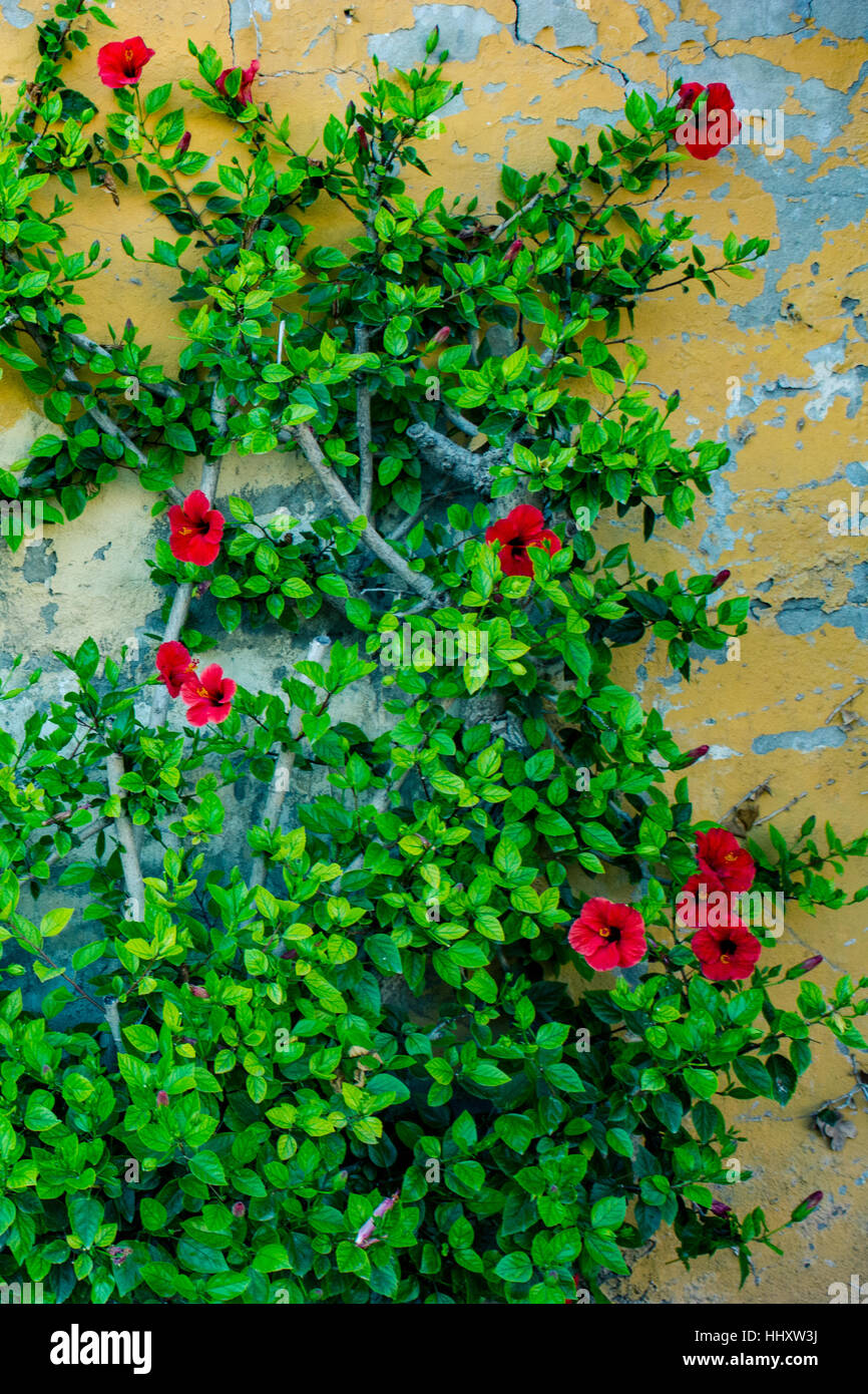 Red Flowers Climbing Wall Stock Photo - Alamy