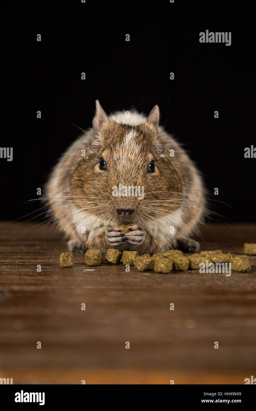 male degu sat on a wooden stool eating food photographed in a studio ...