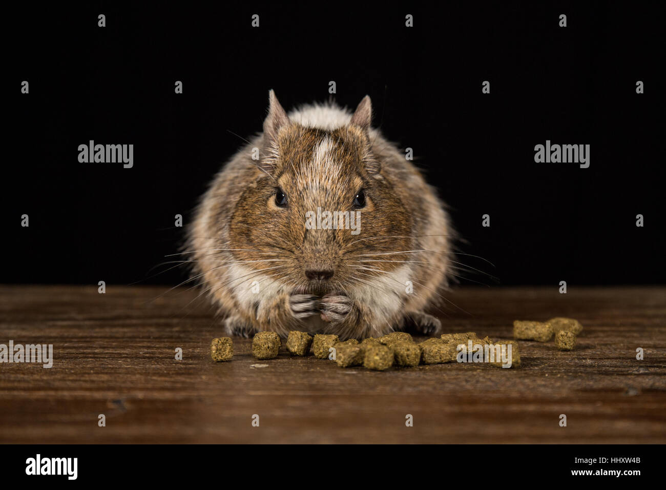 male degu sat on a wooden stool eating food photographed in a studio ...