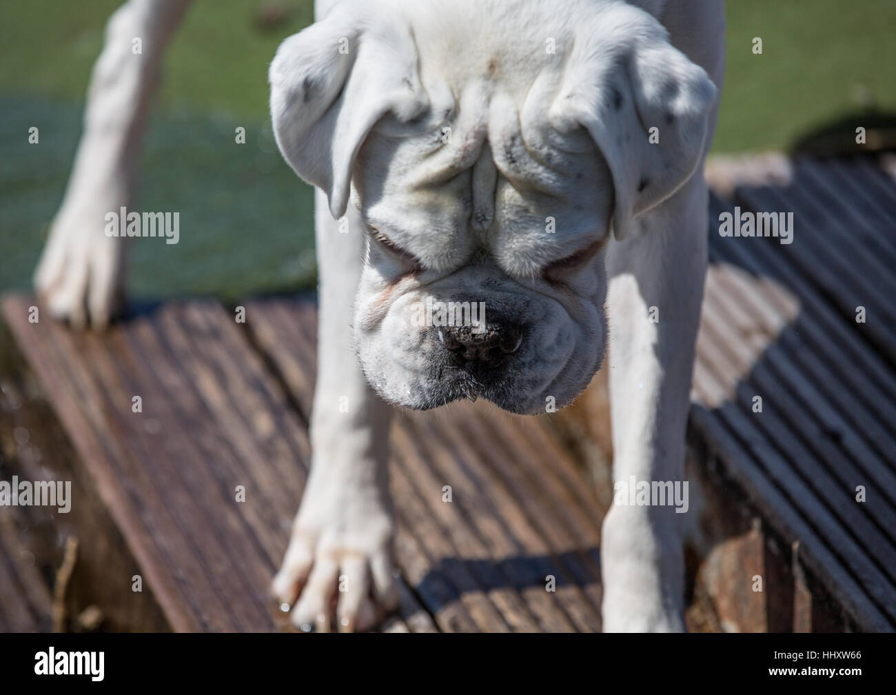 white male boxer with wrinkles on his head looking down at decking ...