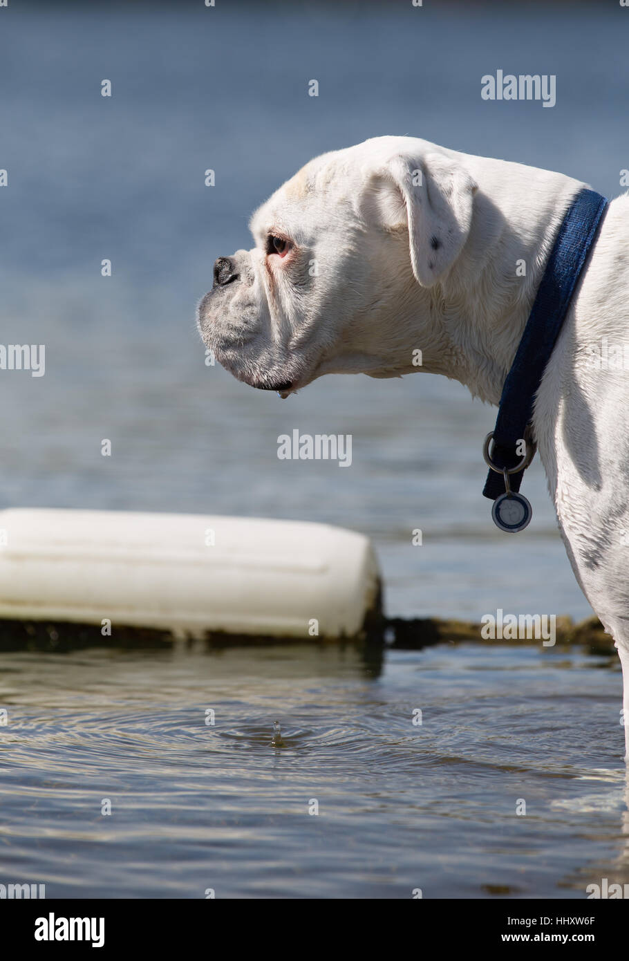 white male boxer dog standing in lake water Stock Photo - Alamy
