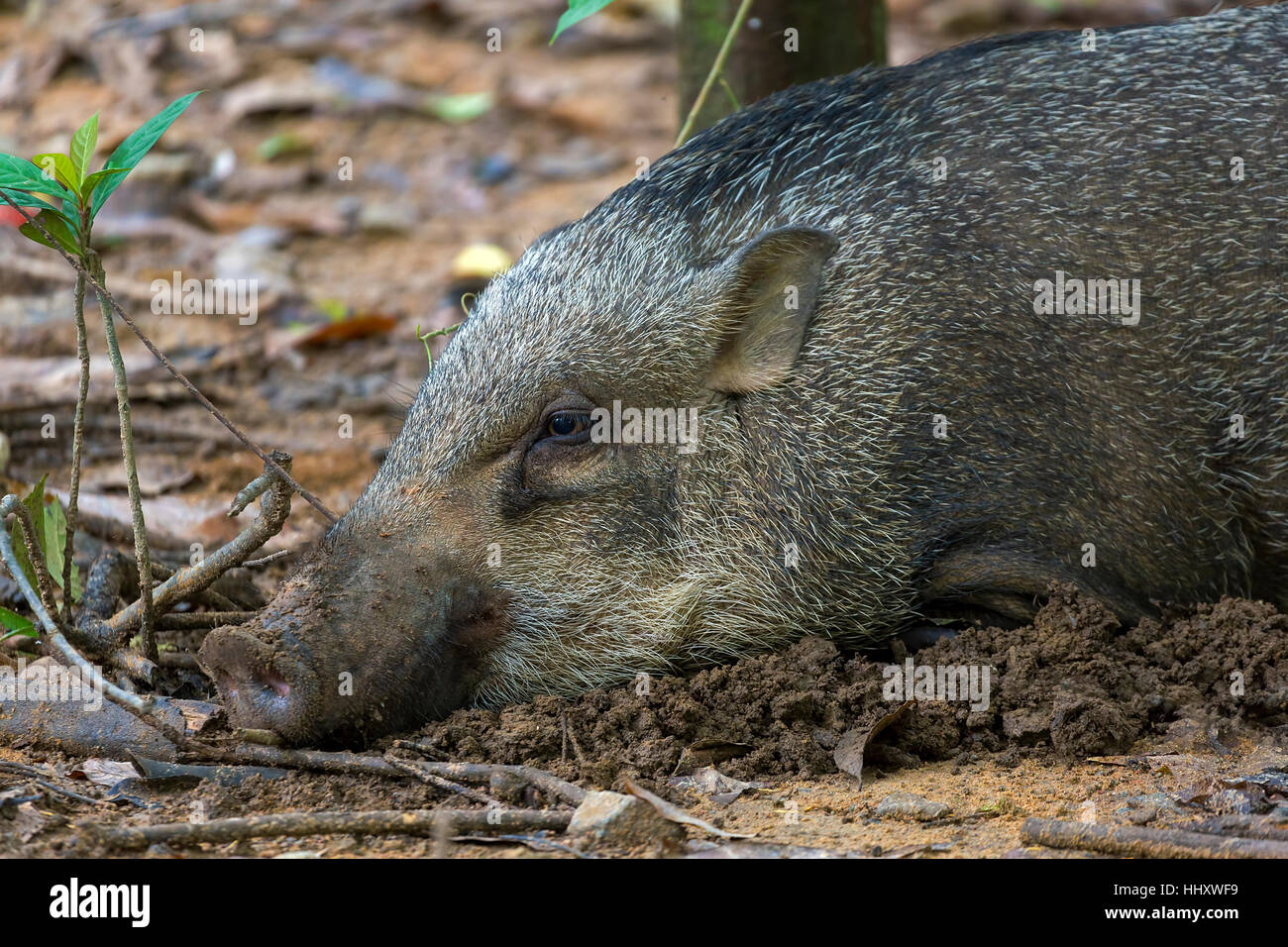 Jungle boar hi-res stock photography and images - Alamy