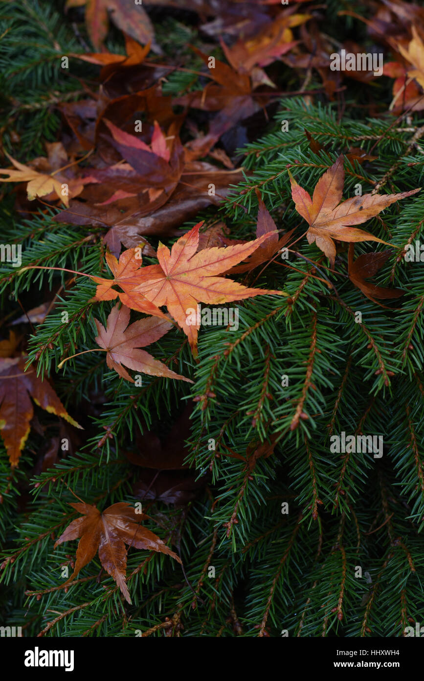 Life cycle of trees hi-res stock photography and images - Alamy