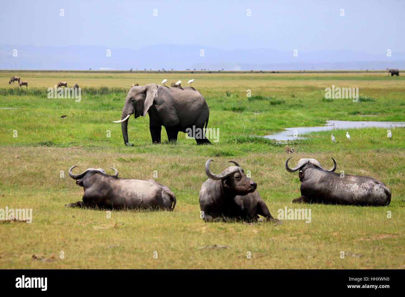 Elephant and Cape Buffalo. Amboseli national park in Kenia Stock Photo ...