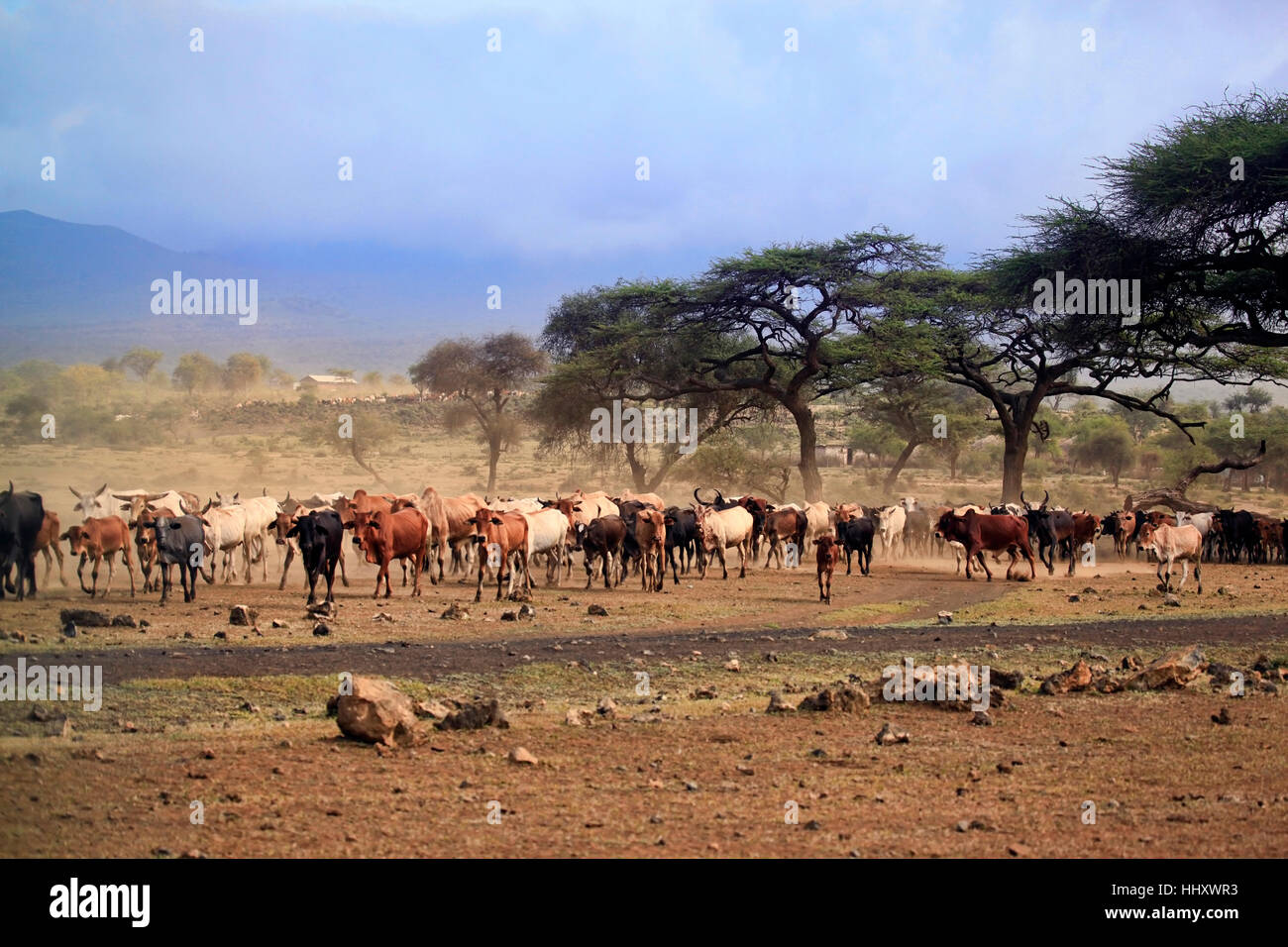 A large herd of cows in Kenya Stock Photo - Alamy