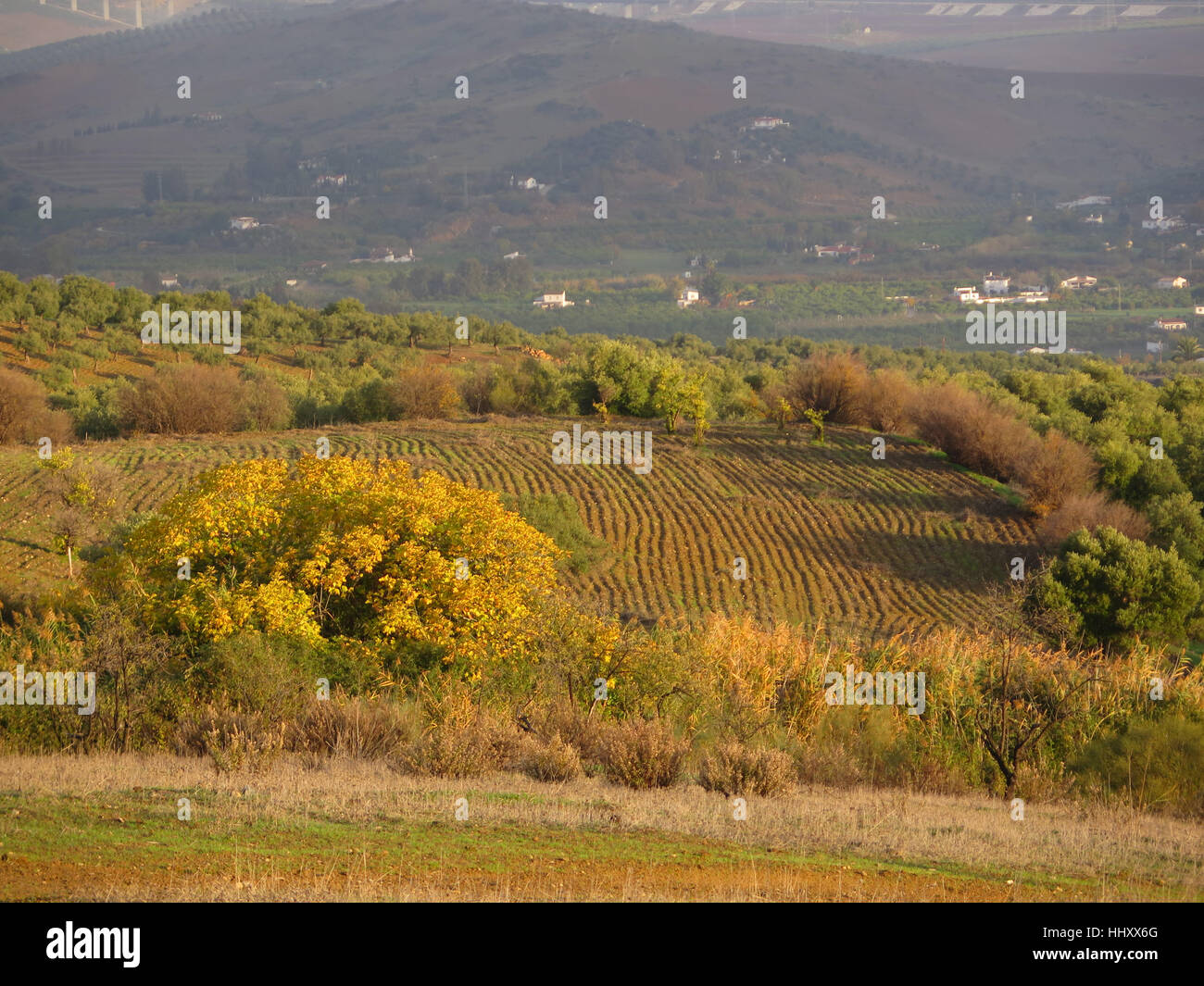 Field in middle of Olive grove on sunny day Stock Photo - Alamy