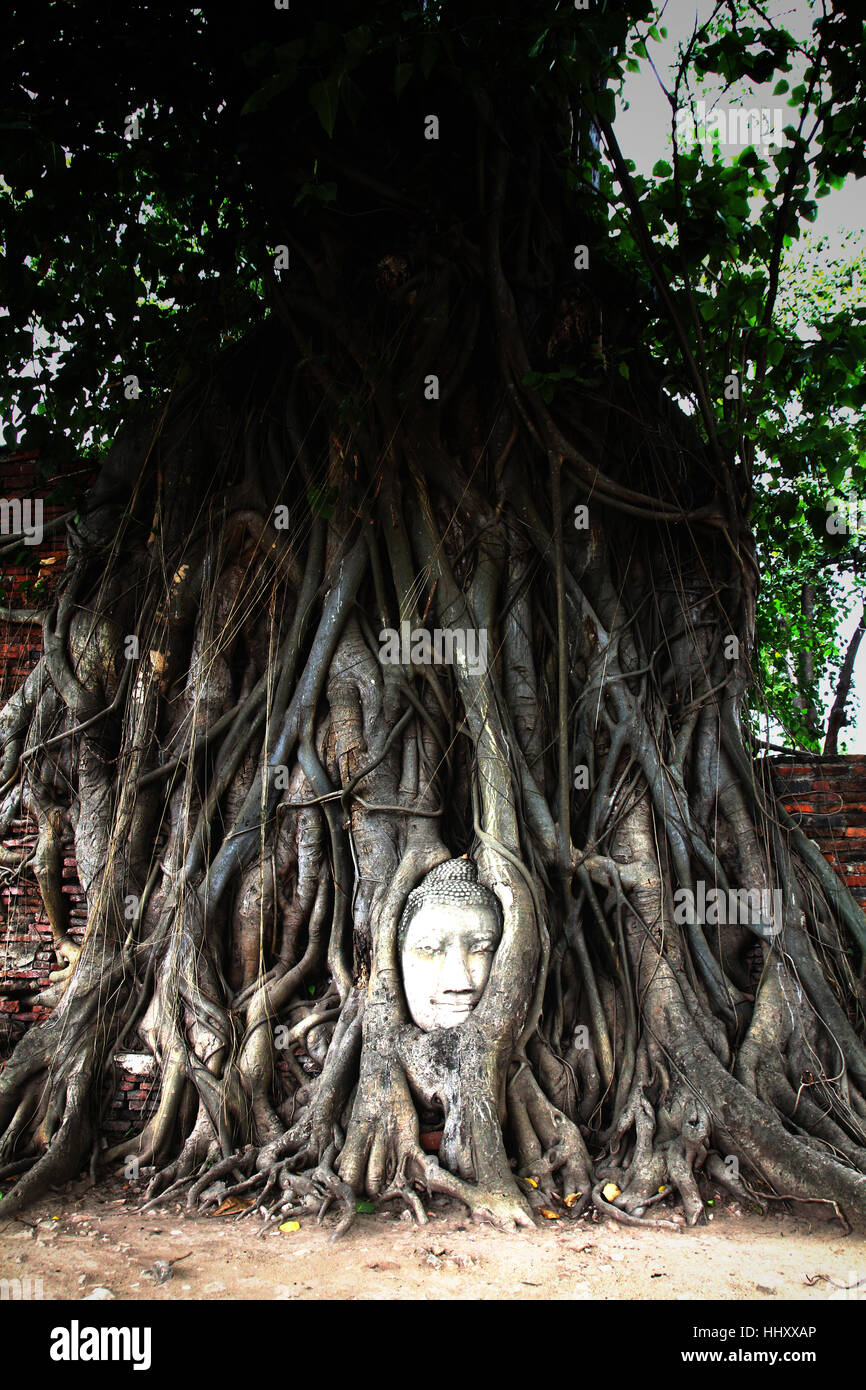 Buddha head overgrown by fig tree in Wat Mahathat. Ayutthaya historical ...