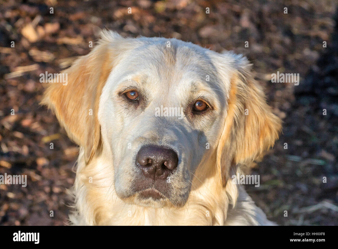 Golden Retriever Dog looking at the camera Stock Photo - Alamy