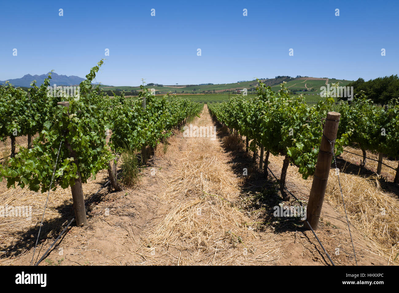 Fleur du Cap vineyards in Stellenbosch, South Africa Stock Photo - Alamy